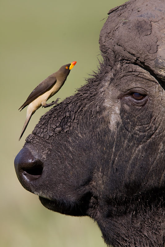 biosystems: The Oxpecker and the African Cape Buffalo