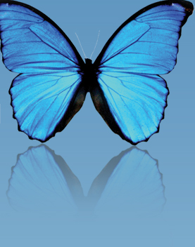 Sonrisa en las estrellas: Mariposa celeste del cielo