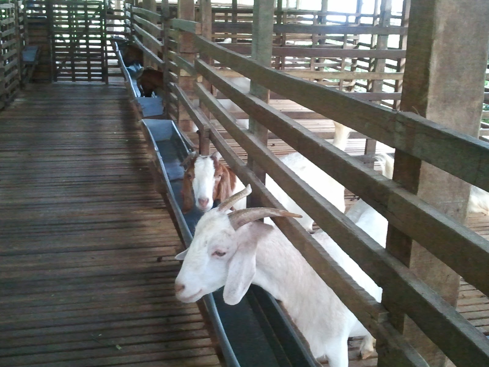 JOZIE FARM & ENTERPRISE: KAMBING BOER & KALAHARI
