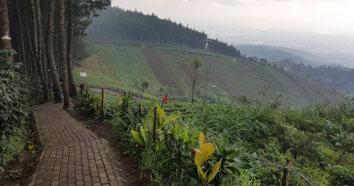 Jalan menuju Caringin Tilu (Cartil) dan Bukit Moko (Puncak Bintang ...