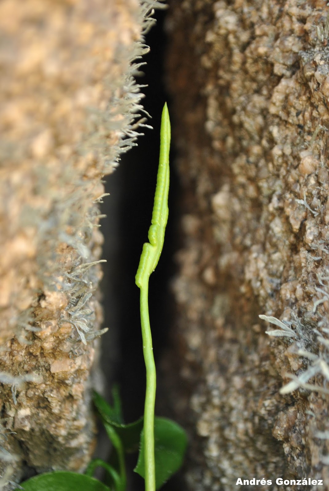 FOTOS DE FLORA NATIVA Y ADVENTICIAS DE URUGUAY : Ophioglossum ...