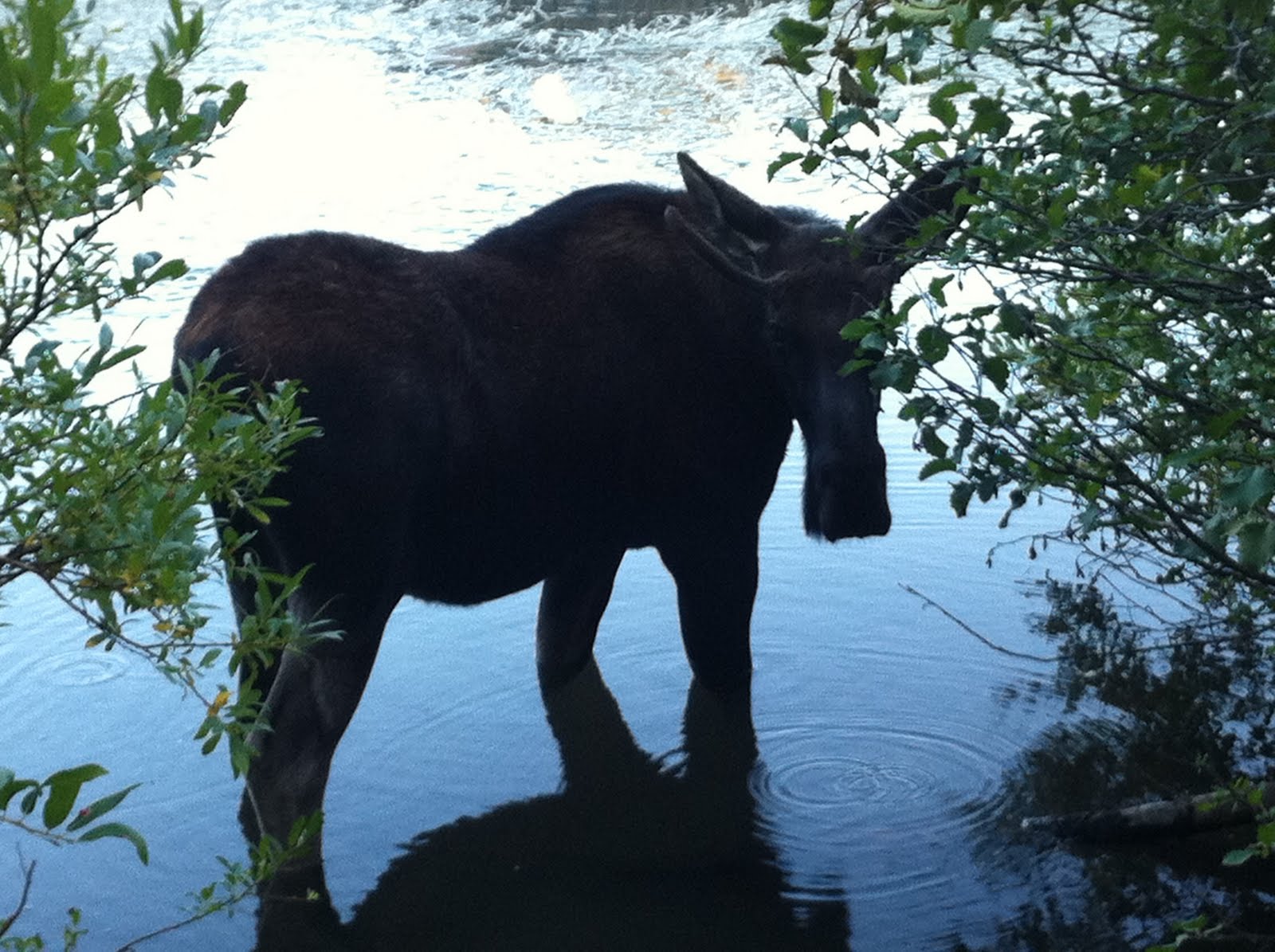 The Crazy Lives of The McNeilis Trio