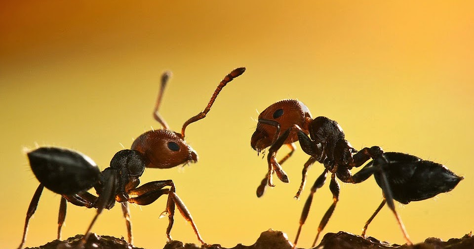 The Rich Man and the Ant.