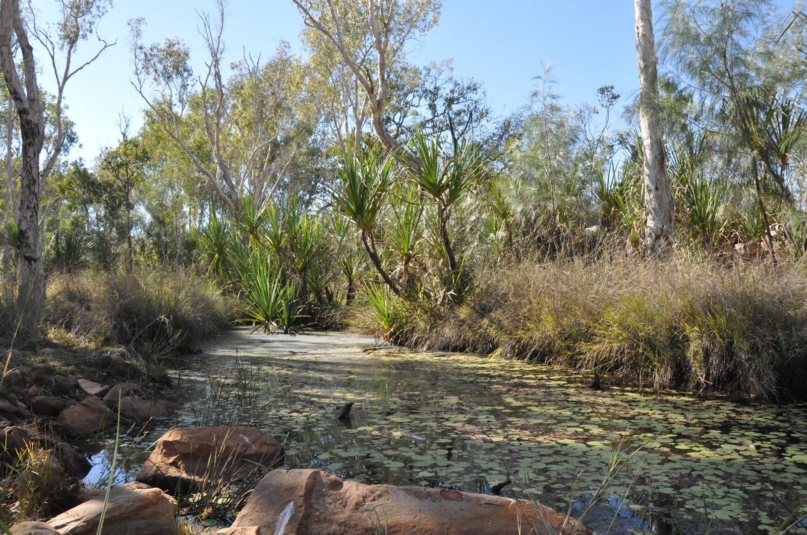 BarbaraTVan: BARBARA'S KIMBERLEY ADVENTURE - THE GIBB RIVER ROAD TO ...