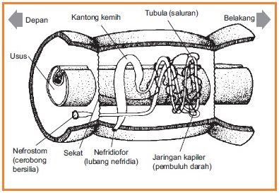 BIOLOGI GONZAGA: TRY OUT EKSKRESI