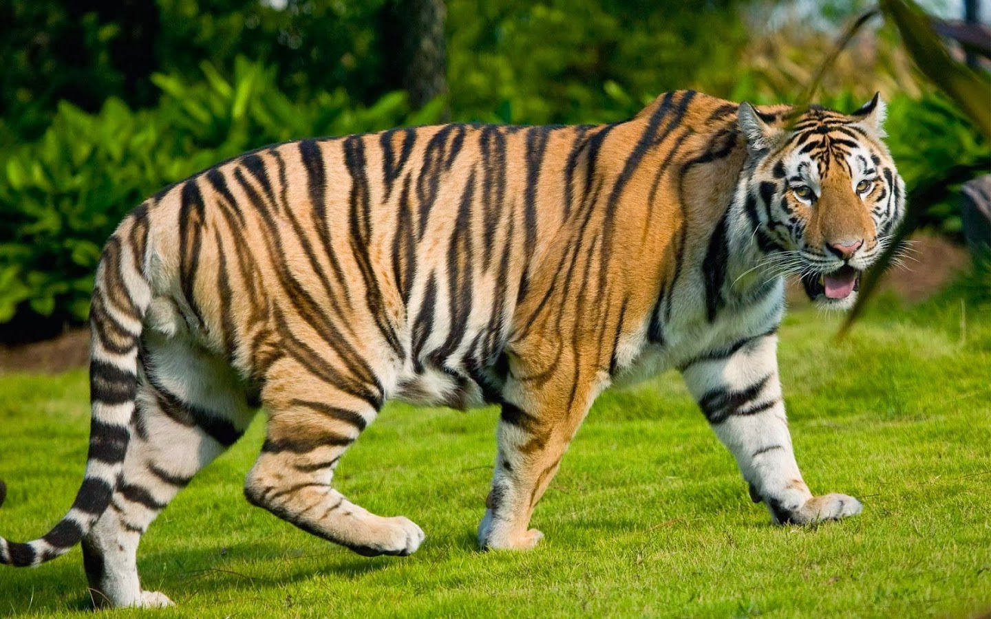 Any One 1-6: Facts of Indochinese Tiger