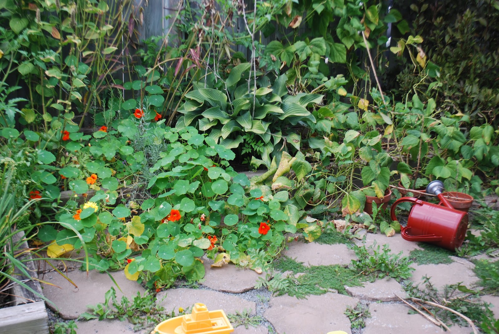 3 Jardins au Québec: La bonne mine de la capucine
