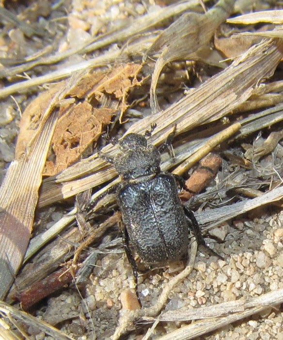 Bug Eric: Anteater Scarab Beetles