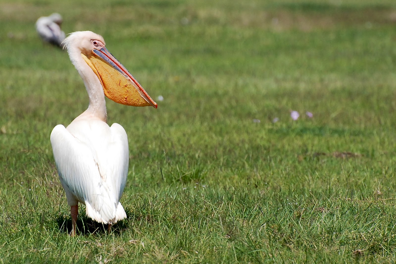 Our Adventures: Favourite Kenyan birds...