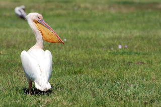 Our Adventures: Favourite Kenyan birds...