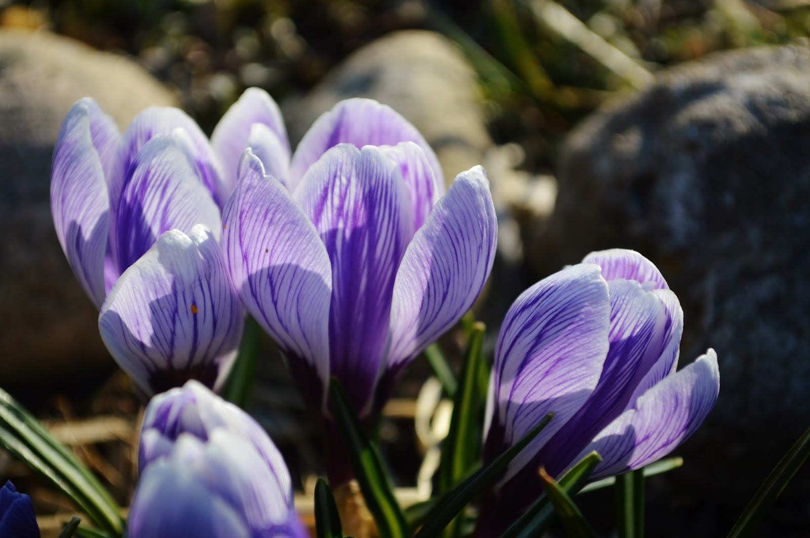 Mothering with Mindfulness : It's Here!