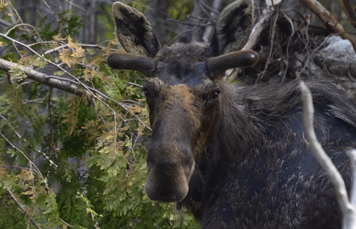 Katahdin, The Maine North Woods and Florida: Maine Moose, Saw five and ...