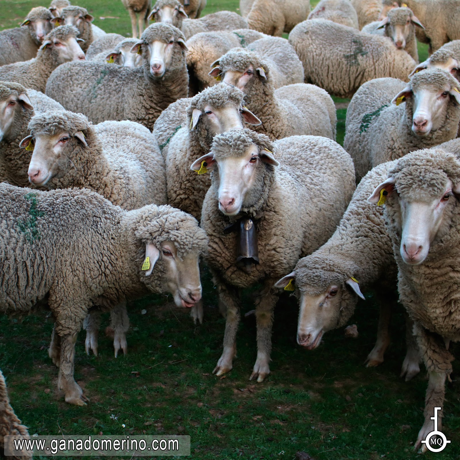 La oveja Merina línea Hidalgo
