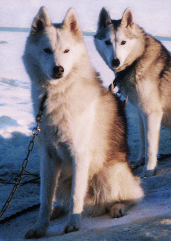 Siberian Spirit, siberische husky kennel