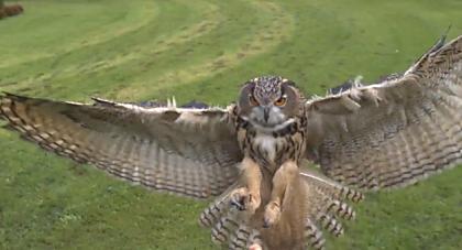 Watch: This is what an Eagle Owl attack looks like in slow-motion