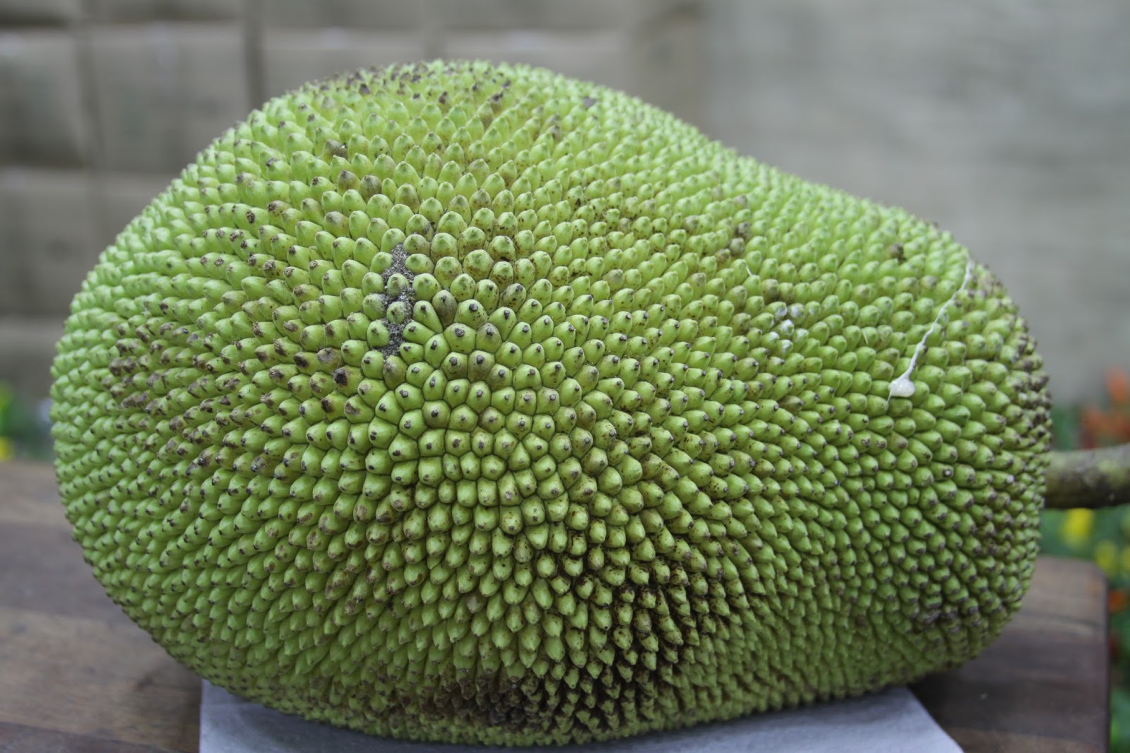 Produto indicado da semana é a jaca: conheça seus benefícios à saúde