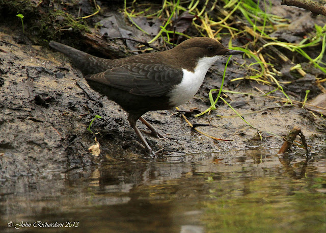 Old Man of Minsmere aka John Richardson: Black Bellied Dipper at Thetford