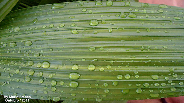 Meu Cantinho Verde: CURCULIGO, CAPIM-PALMEIRA, ( Curculigo capitulata )