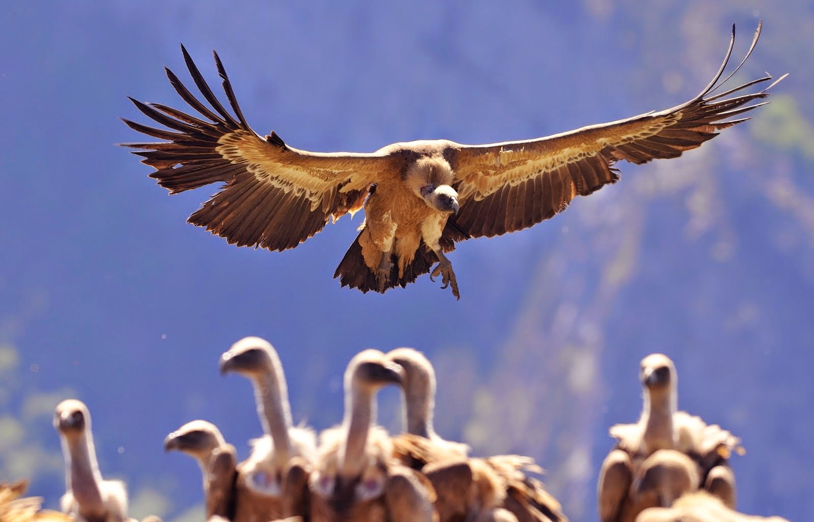 La Rioja Natural: Buitre leonado