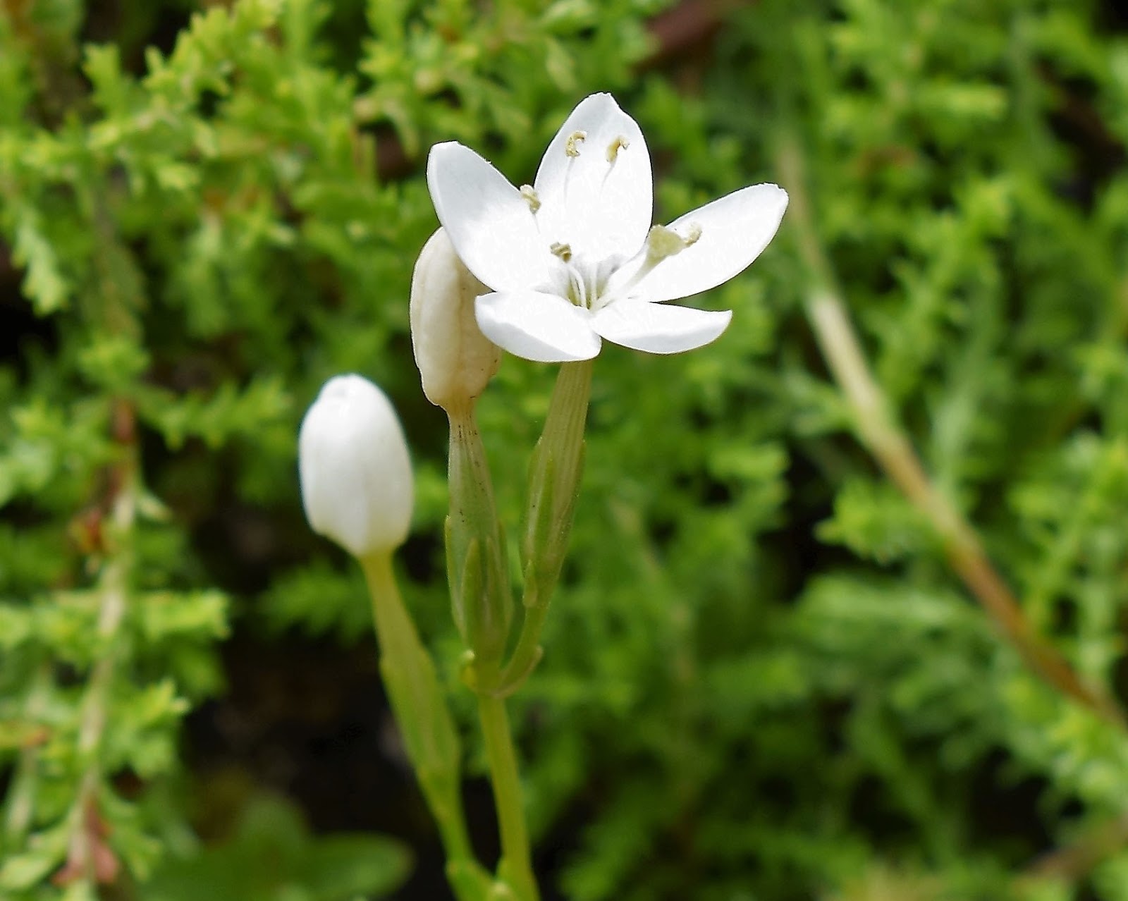 Plantas: Beleza e Diversidade: Endémicas dos Açores: #9 - Centaurium ...