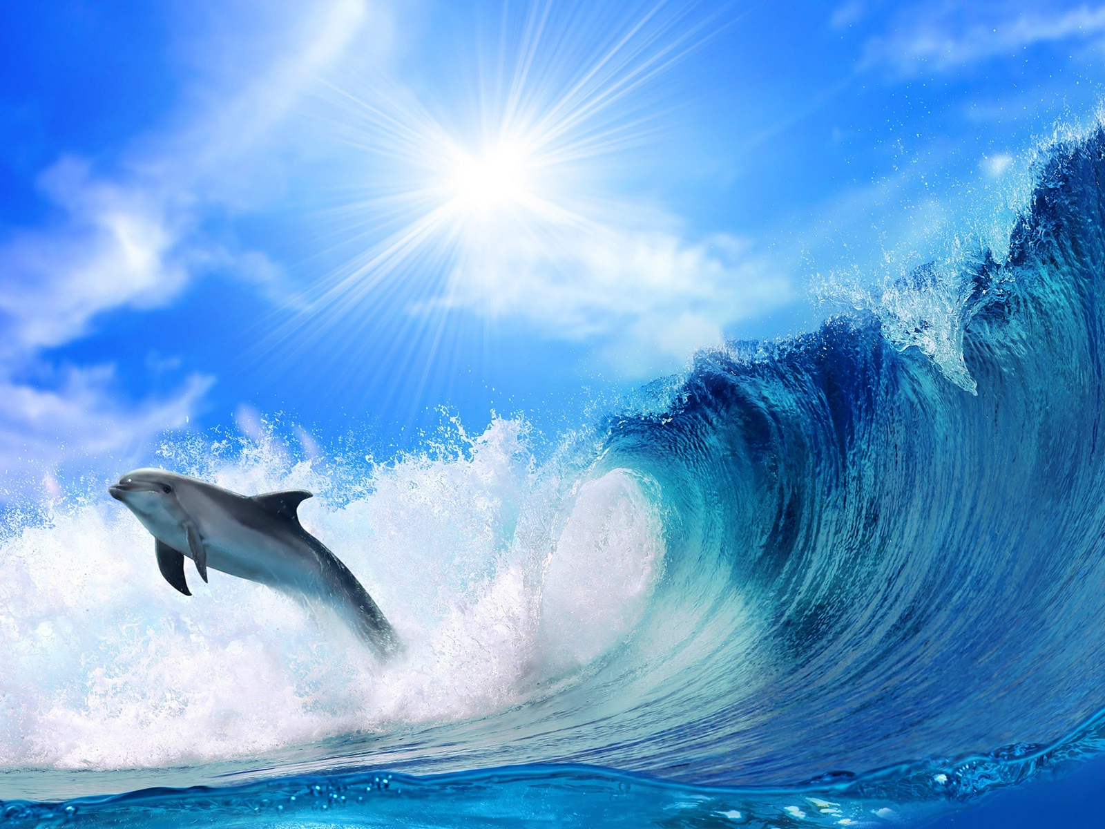 Dolphin Wave Riding wallpaper – Romney Was Successful. At Being A Blood ...