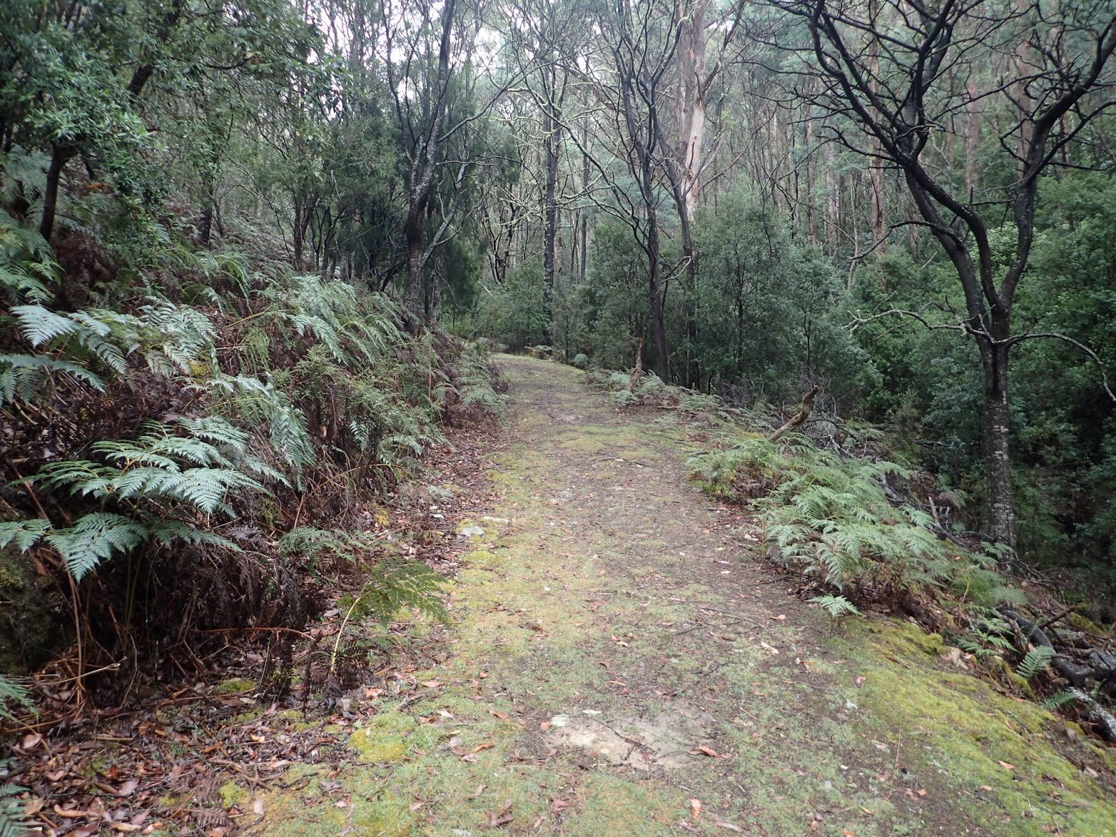 New Town Rivulet Circuit | Hiking South East Tasmania