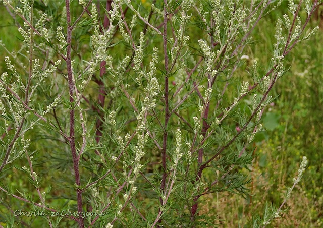 Chwile zaChwycone: Bylica pospolita i jej kwiaty