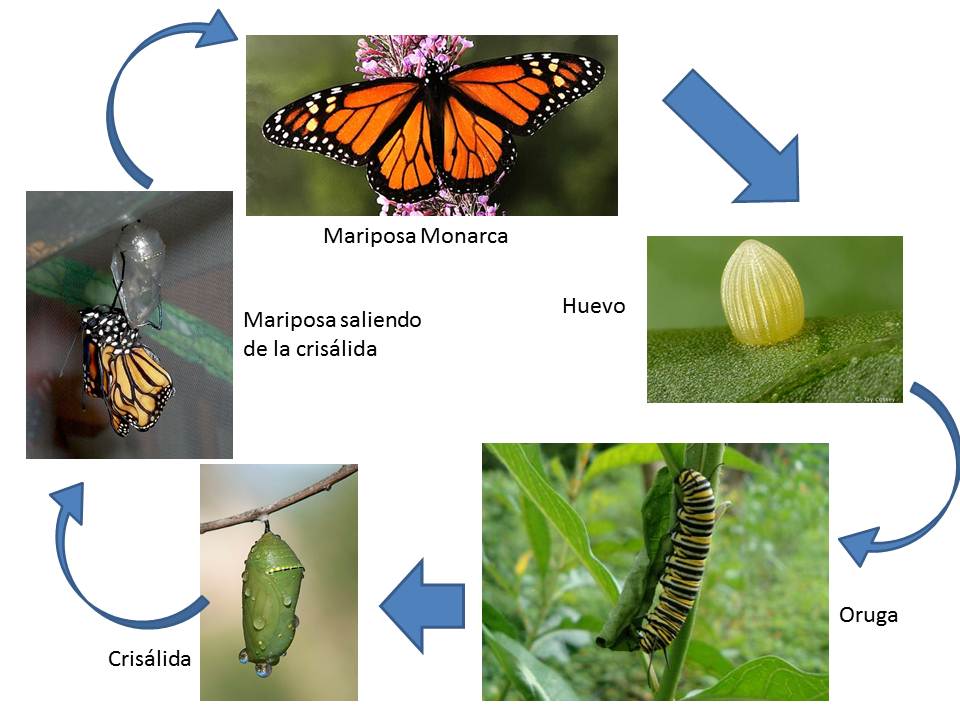 Ciclo De Vida De Las Mariposas Monarcas Para Colorear