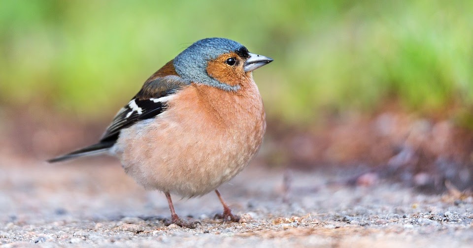 Hallatar : Lintuja ja sammakoita