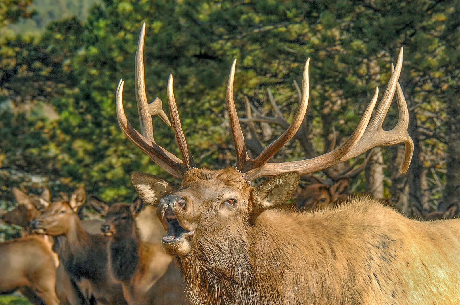 Bailey's Buddy: The Elk of Estes Park, Colorado - Photos by Bob Kelly