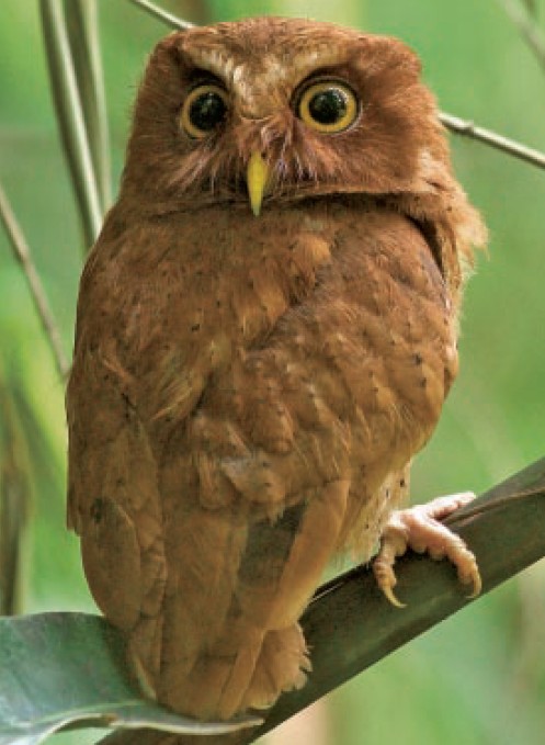 Sri Lankan Endemic Birds: Paduwan Bassa - Serendib Scops Owl (Otus ...