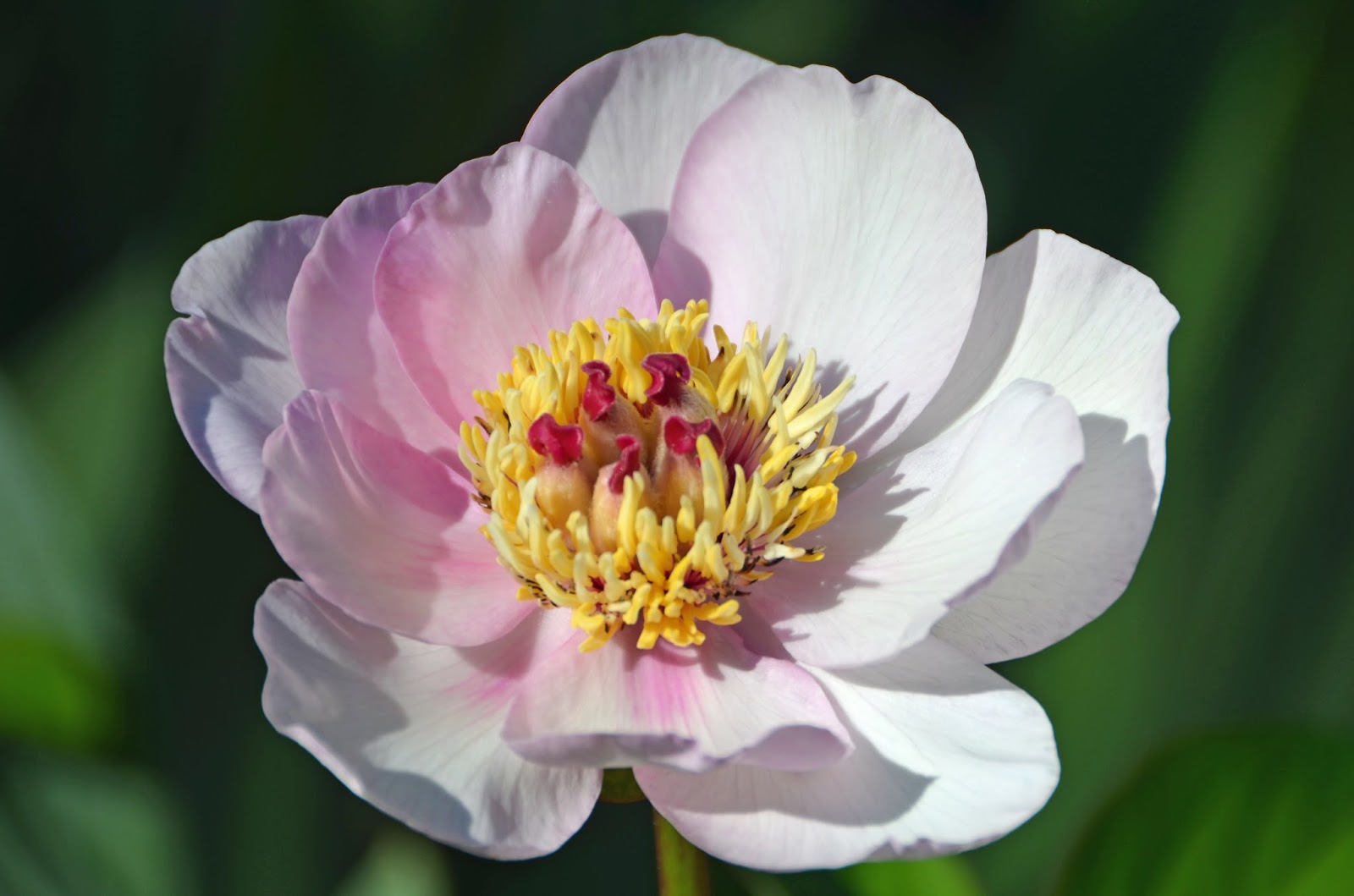 Southern Peony: 2016 Peony Blooms Very Early - Week 1