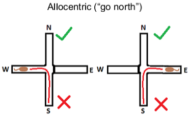 Sickness is Fascinating: SfN14 blogging: Parvalbumin interneurons and ...