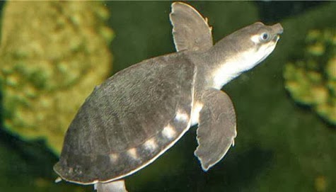 Randomly Me: Long Live, Labi-labi Moncong Babi! :D