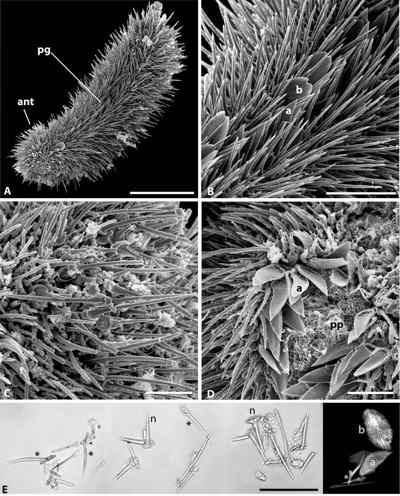 The Aculiferan Hunter: Three new meiofaunal solenogaster species ...