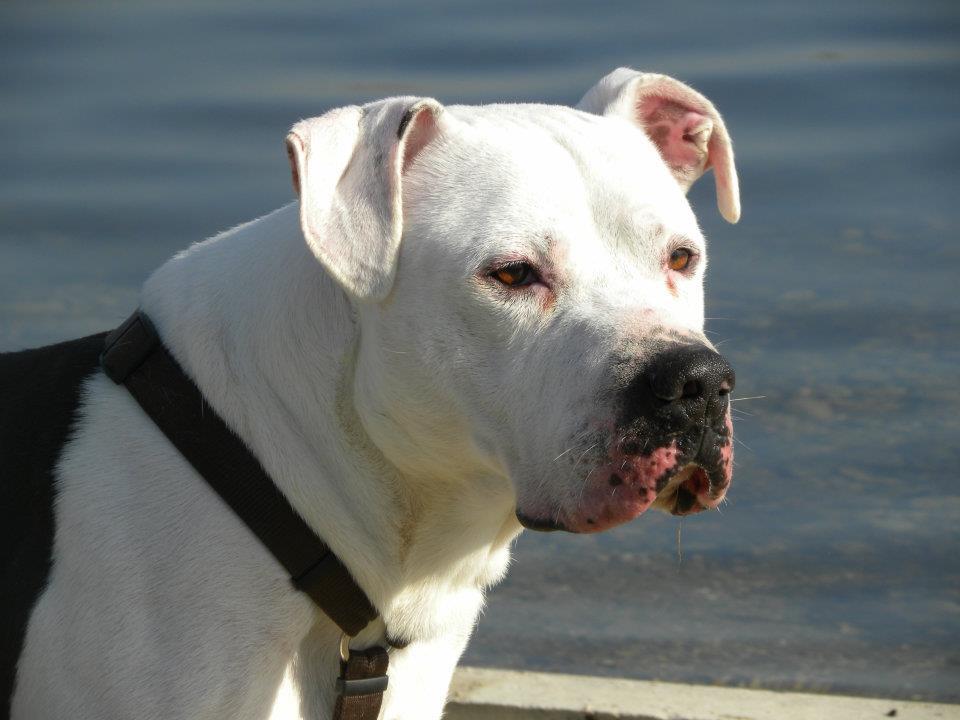 Un Pit Bull Per Amico: ADOTTATO! MAEL - incrocio Amstaff/Dogo maschio a ...