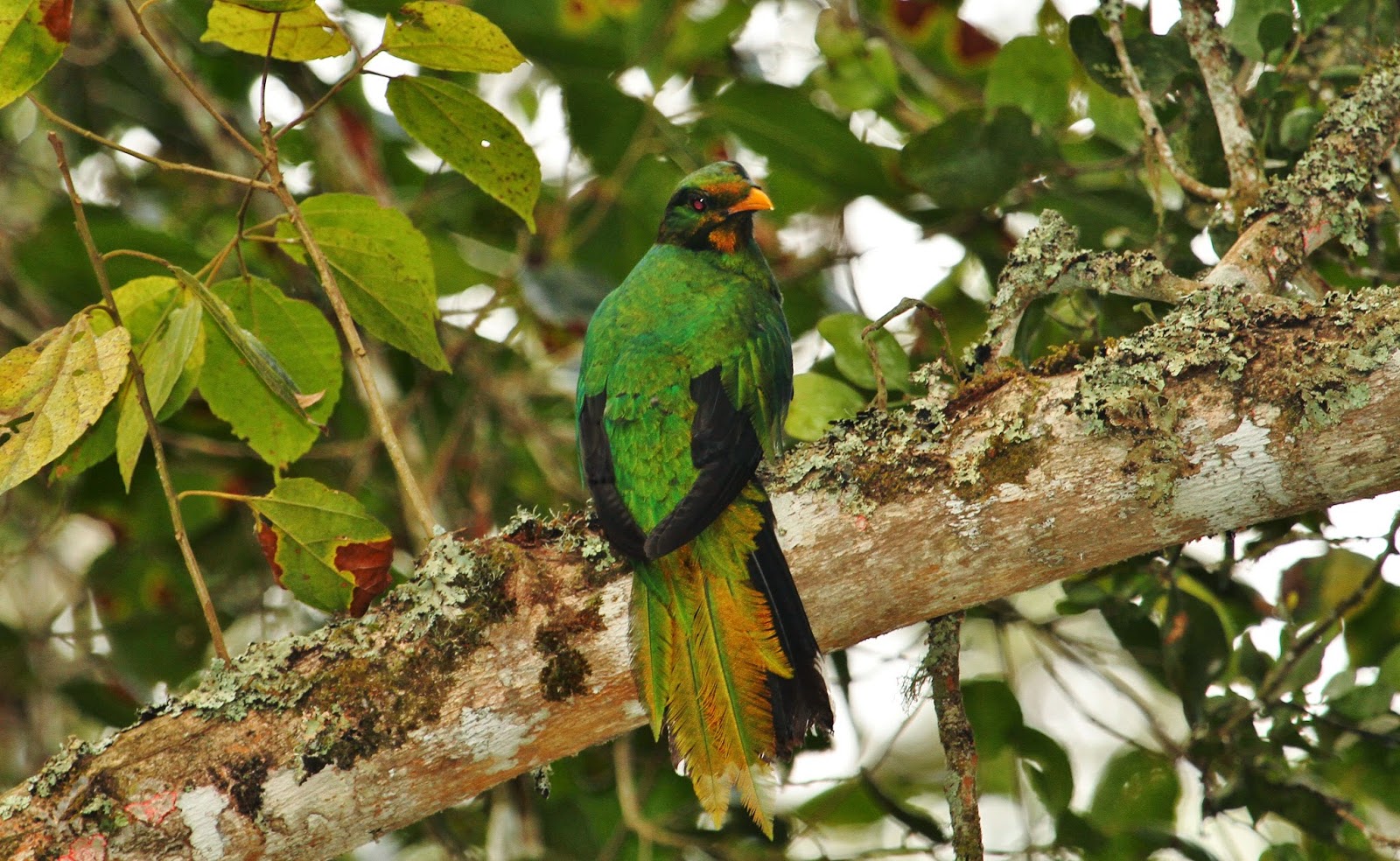 Nuestro bello mundo...: White-tipped Quetzal, male, Pharomachrus ...