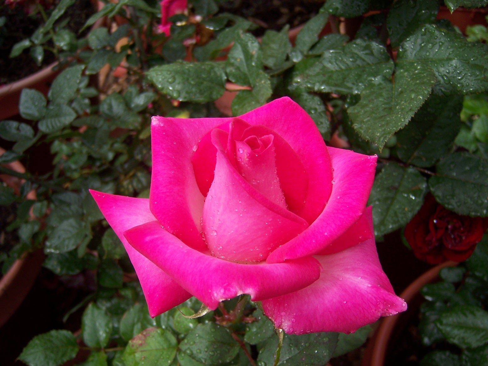 The 2 Minute Gardener: Photo - Hybrid Tea Rose 'Signature'