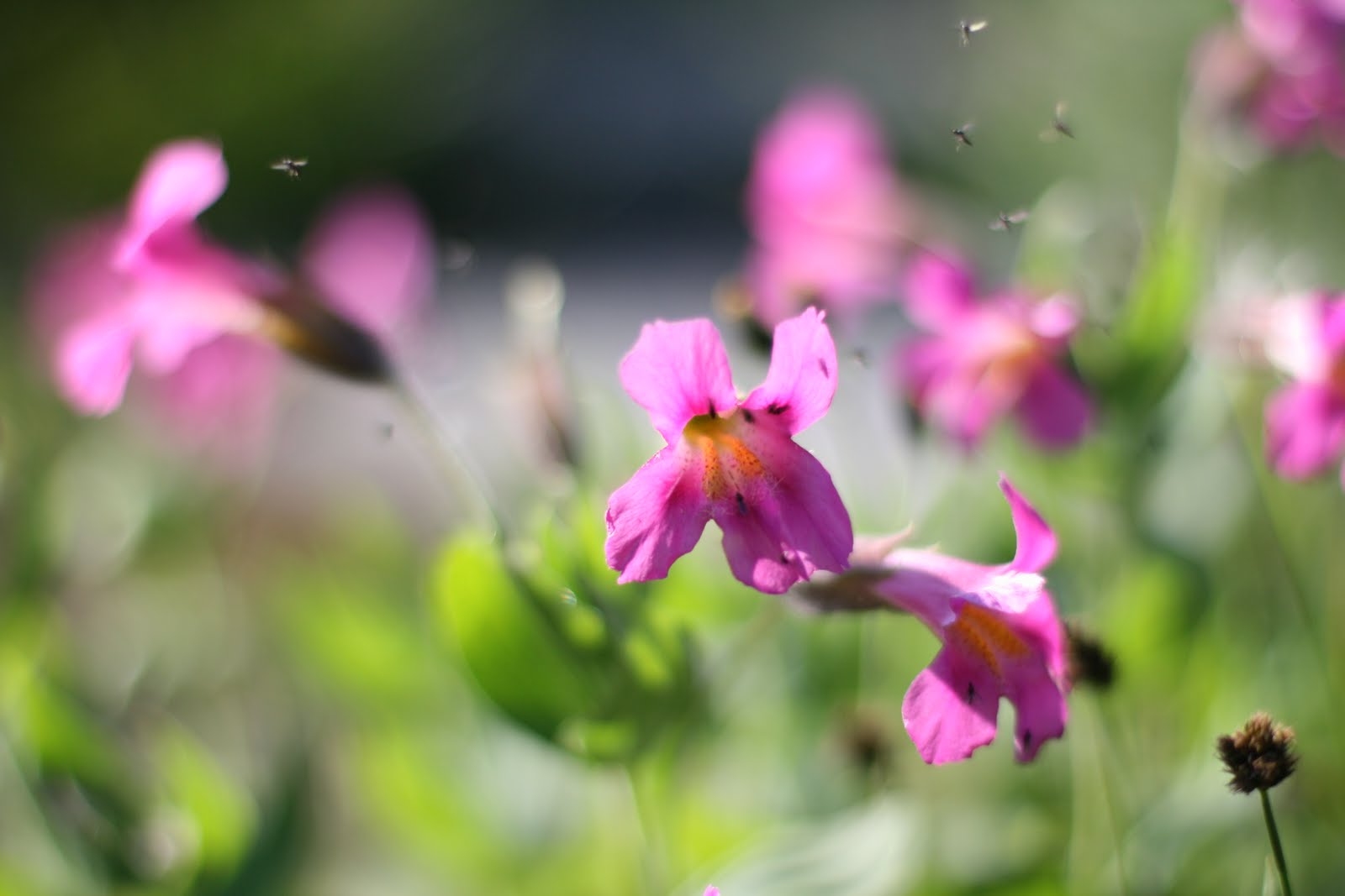 getting lost - Floret Flowers