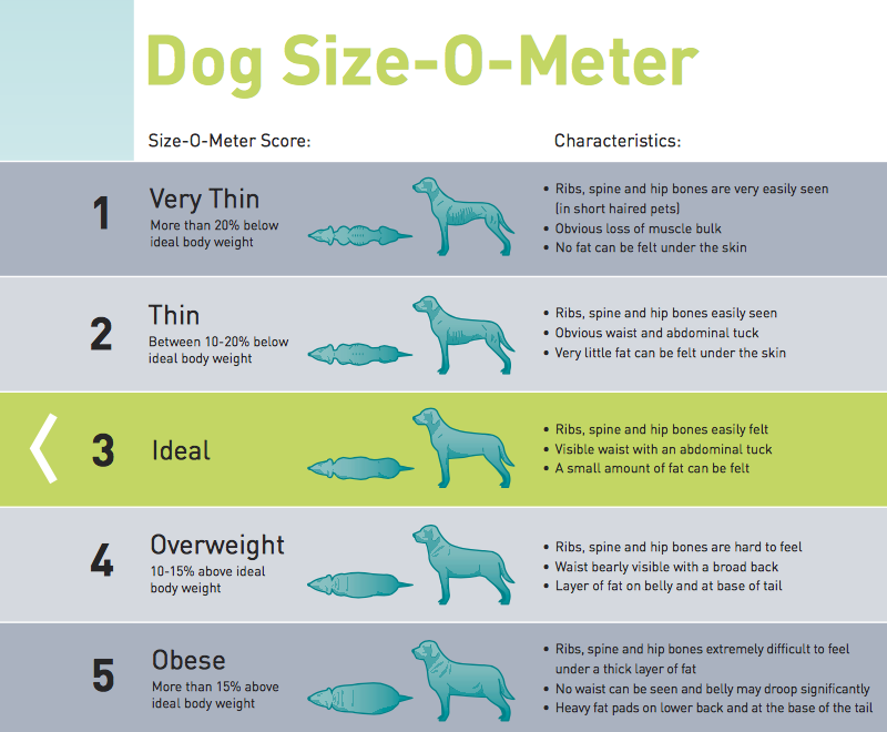 The Pet Geek : How to become a pet size-o-meter guru