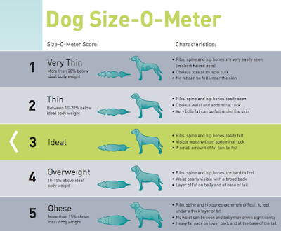 The Pet Geek : How to become a pet size-o-meter guru