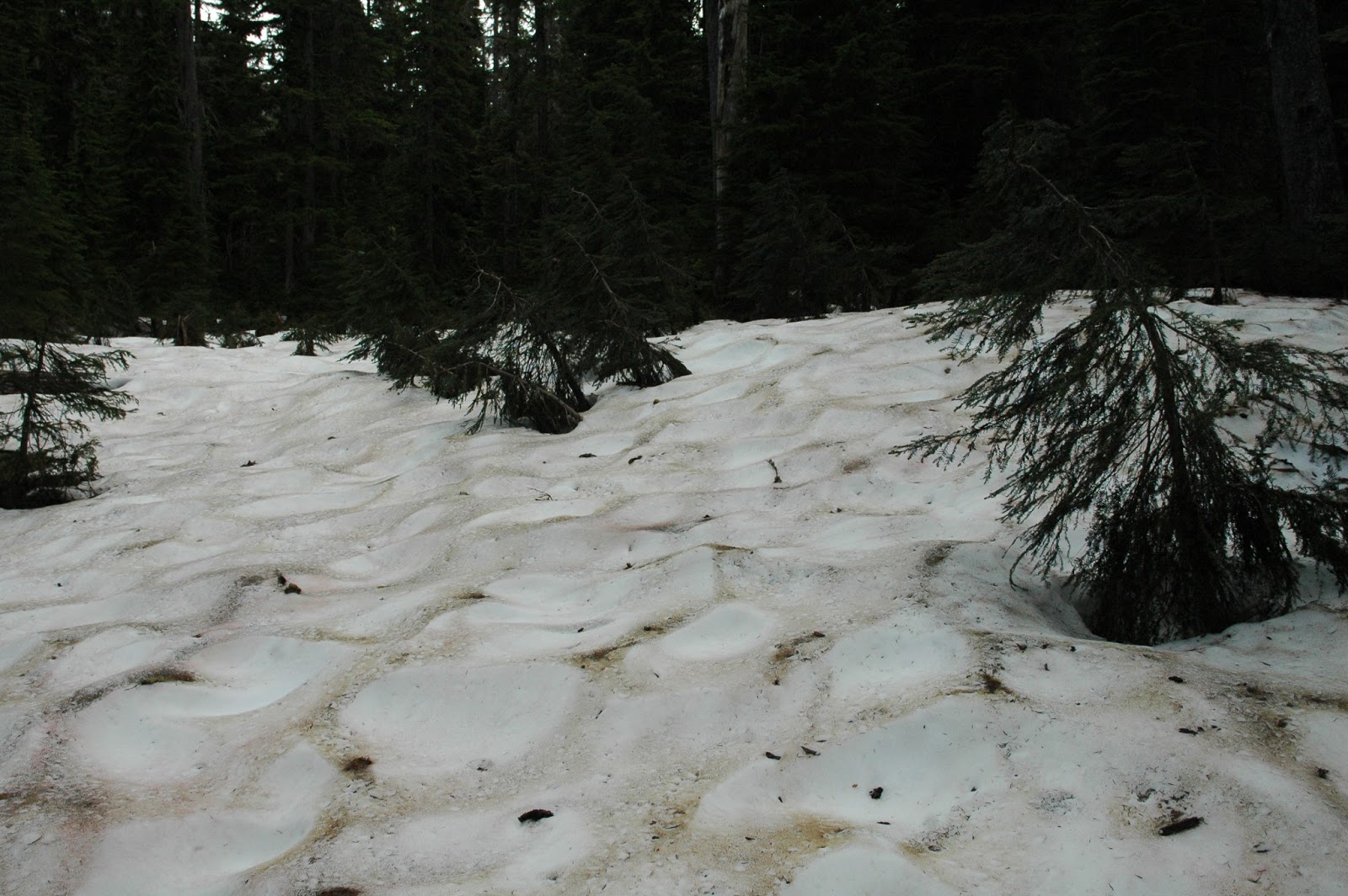 Cascade Houses; Fungus Among Us; Deadfall; A Tricky Bridge; Stopped by ...