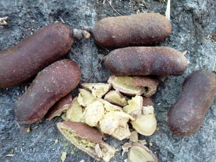 Copinoles - El Salvador mi país