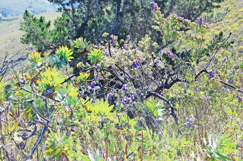 .: Akasha Mountain Retreat - The beauty of nature