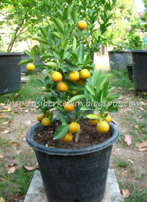 Cara Menanam Jeruk dalam Pot (Tabulampot Jeruk) - Inspirasi Berkebun