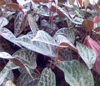 Mengenal Jenis Sirih, Perbedaan Antara Sirih Hitam, Hijau dan Merah ...