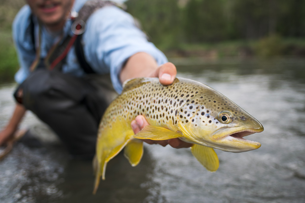 The Far Bank: Early Fall Fly Fishing on the Ruby River, MT