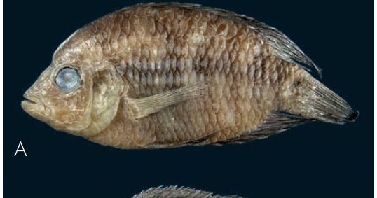 Species New to Science: [Ichthyology • 2011] Australoheros perdi • new ...
