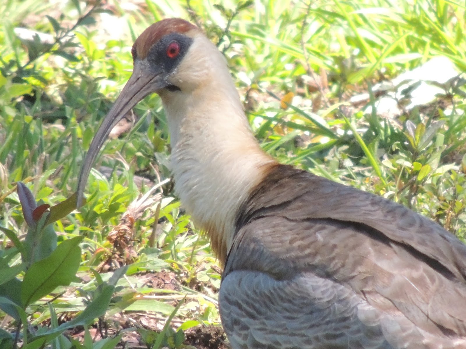 Observando Aves: Curicaca