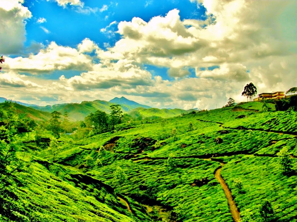 NACHER WALLPAPERS | Goods Wallpaper